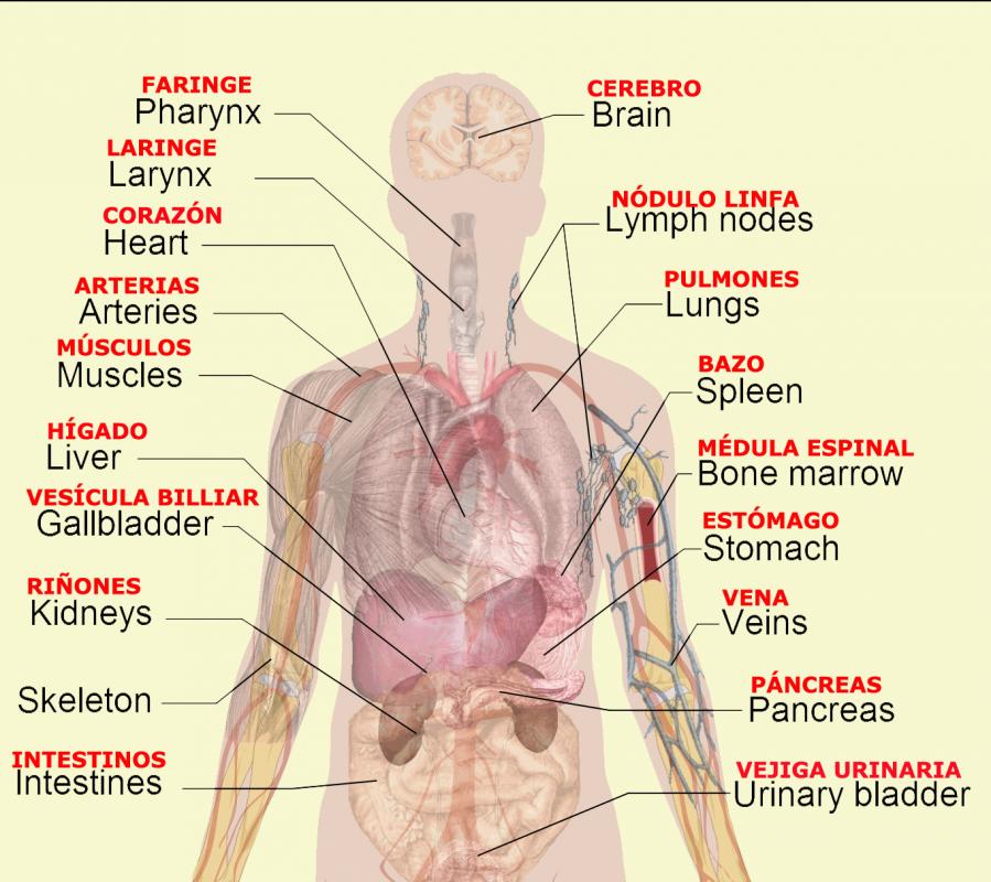 Body Diagram With Organs